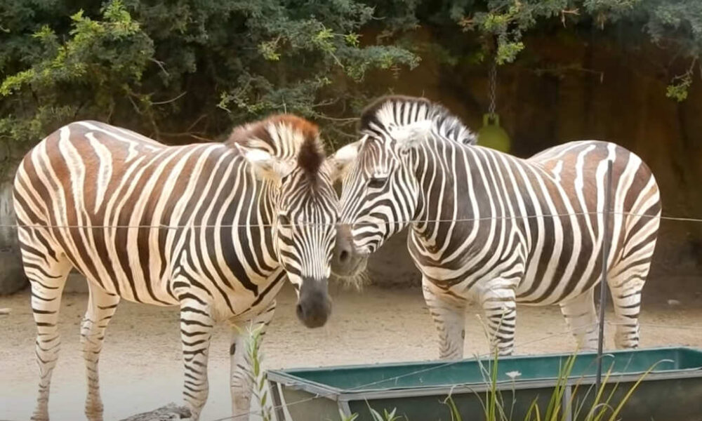 Ready To Monkey Around? World’s Top Zoos! – Do You Know Travel