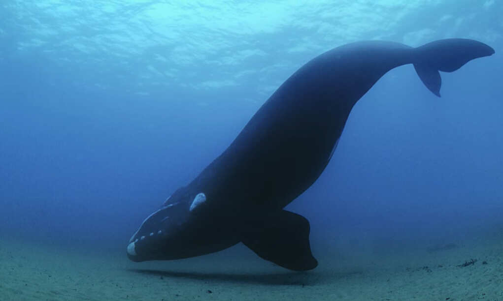 Giants of the Sea: World’s Best Whale Watch Spots! – Do You Know Travel